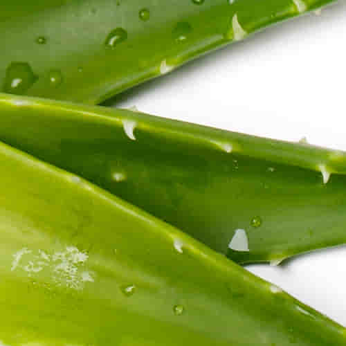 Aloe Rose Gel for Oil Control & Hydration | Kapiva